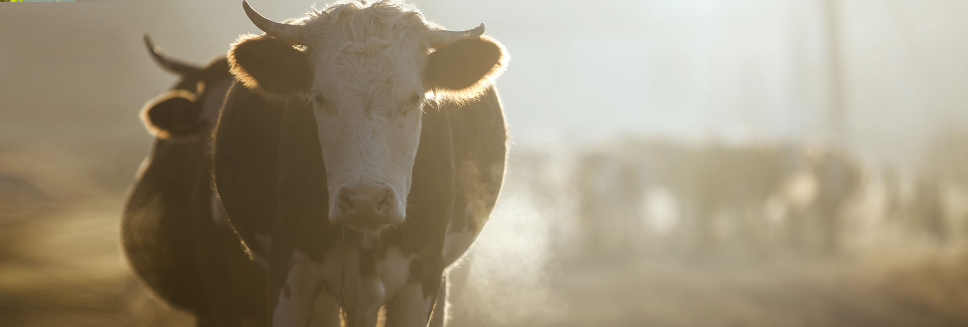 Rumen Microbial Genomics newsletters | Global Research Alliance