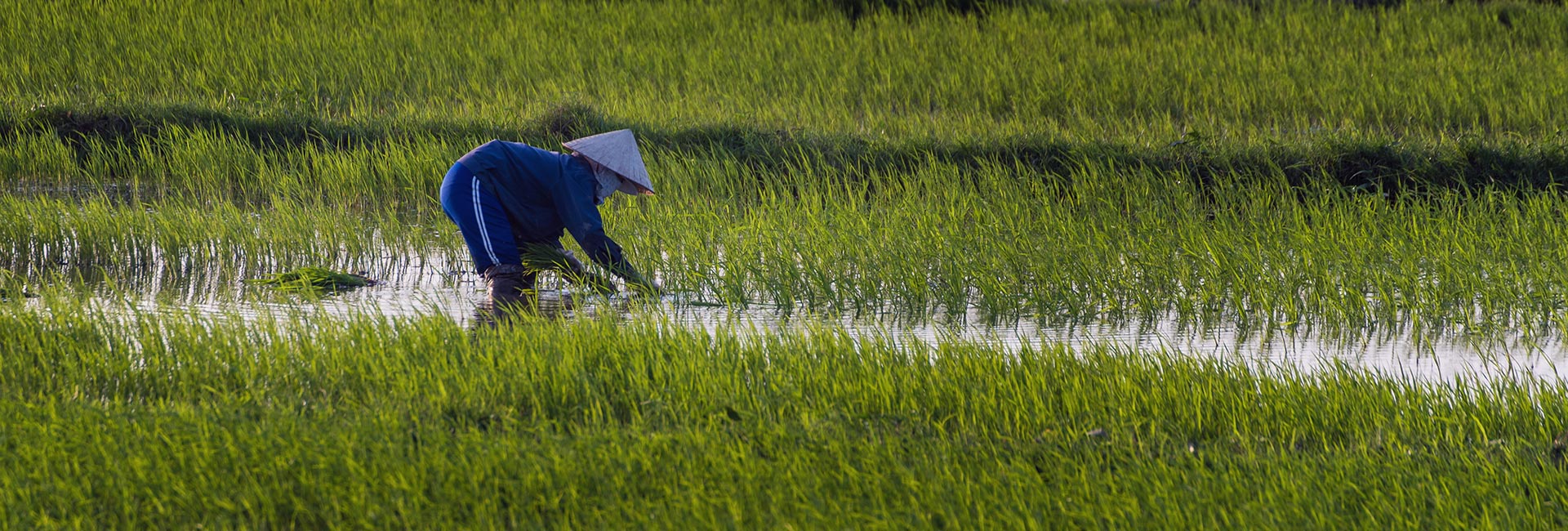Guidelines for Measuring CH4 and N2O Emissions from Rice Paddies ...